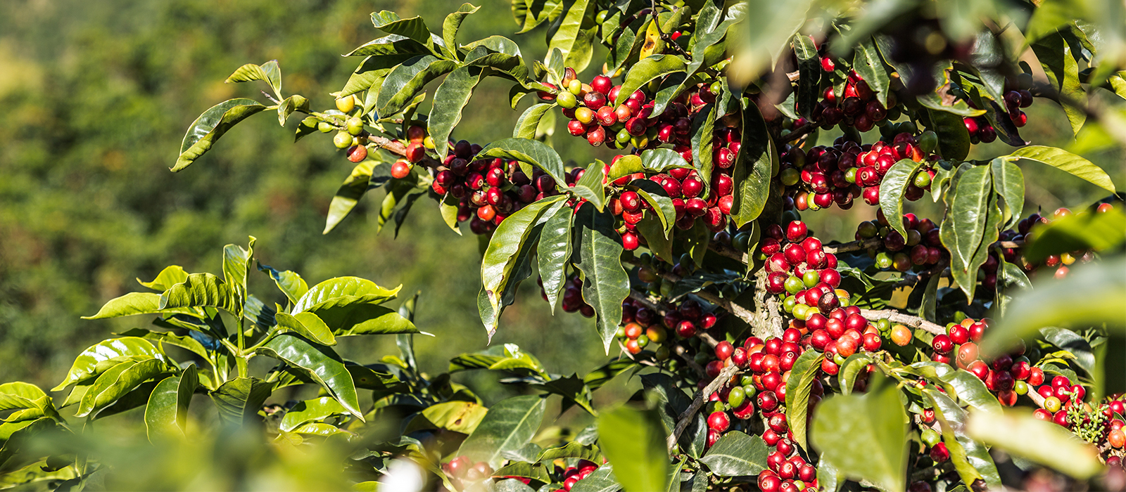 ALL YOU NEED TO KNOW ABOUT COFFEE PRODUCTION